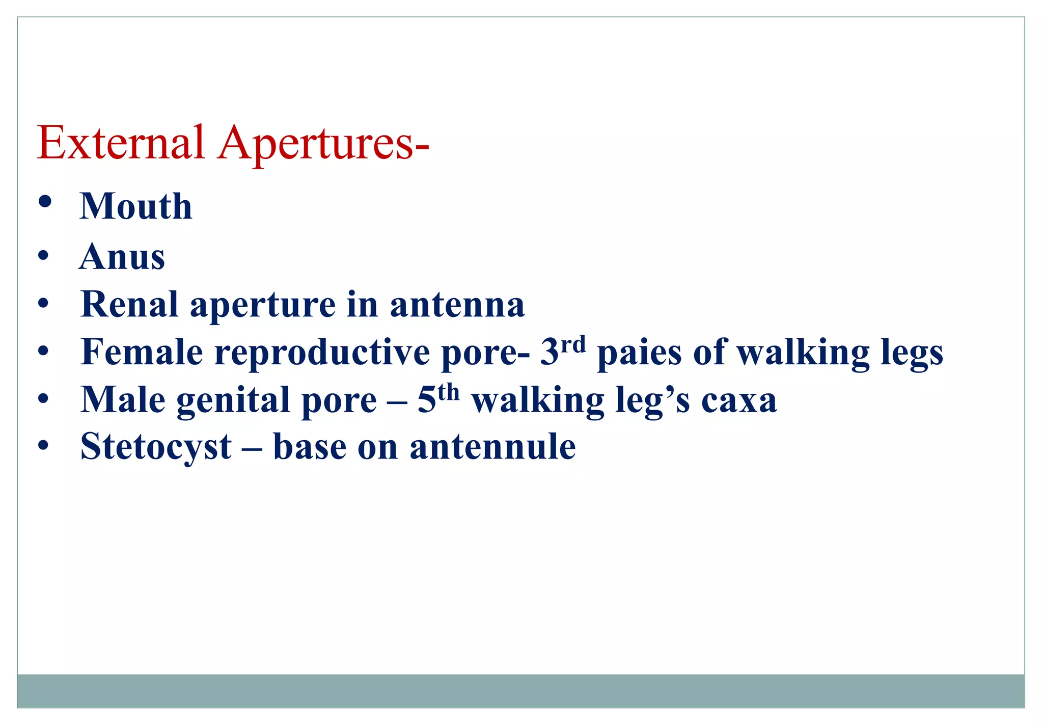 Study of Prawn (palaemon) | PPT