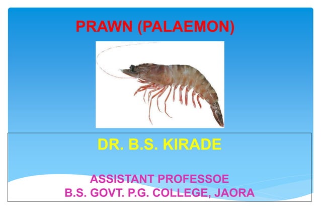 Study of Prawn (palaemon) | PPT