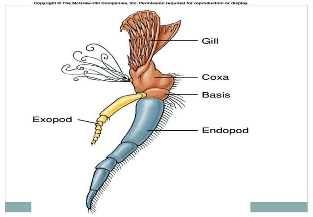 Study of Prawn (palaemon) | PPT