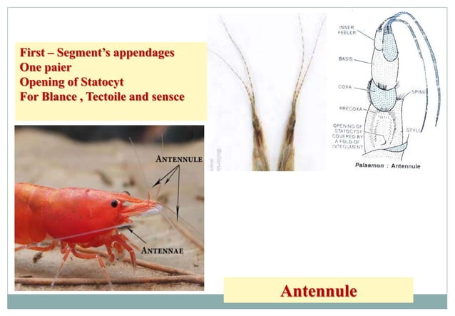 Study of Prawn (palaemon) | PPT