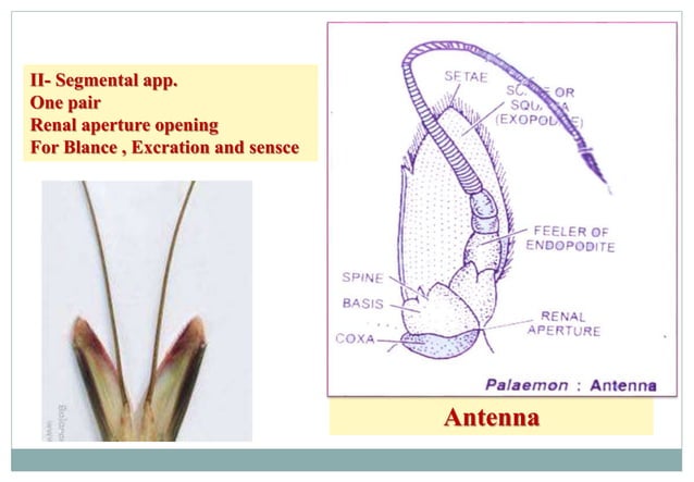 Study of Prawn (palaemon) | PPT