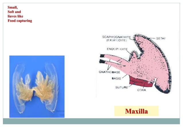 Study of Prawn (palaemon) | PPT