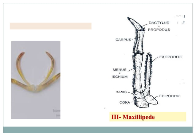 Study of Prawn (palaemon) | PPT