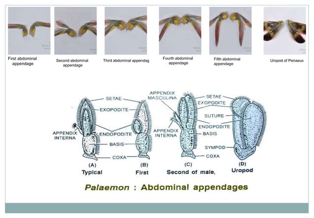 Study of Prawn (palaemon) | PPT