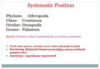 Study of Prawn (palaemon) | PPT