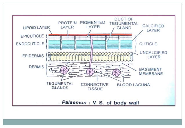 Study of Prawn (palaemon) | PPT