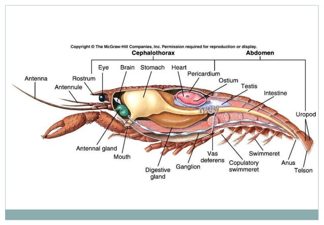 Study of Prawn (palaemon) | PPT