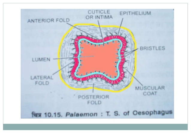 Study of Prawn (palaemon) | PPT