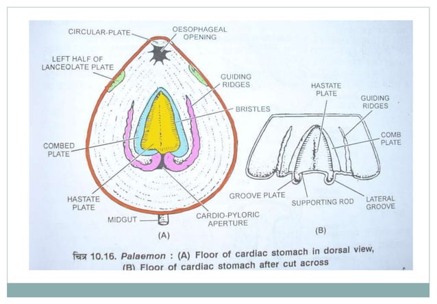Study of Prawn (palaemon) | PPT