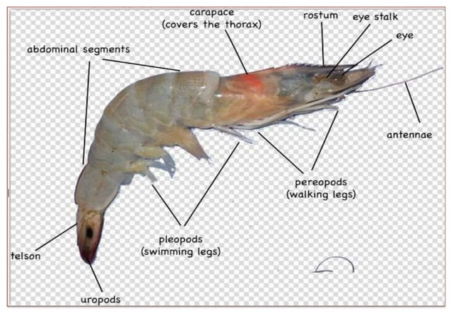 Study of Prawn (palaemon) | PPT