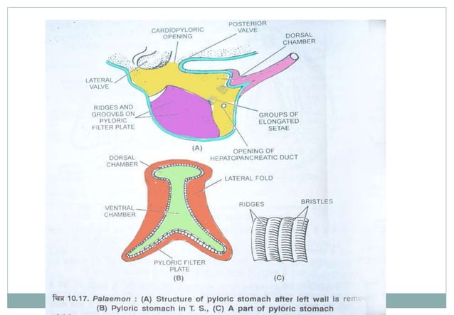 Study of Prawn (palaemon) | PPT