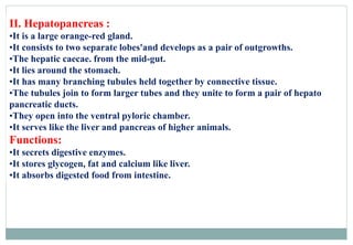 Study of Prawn (palaemon) | PPT