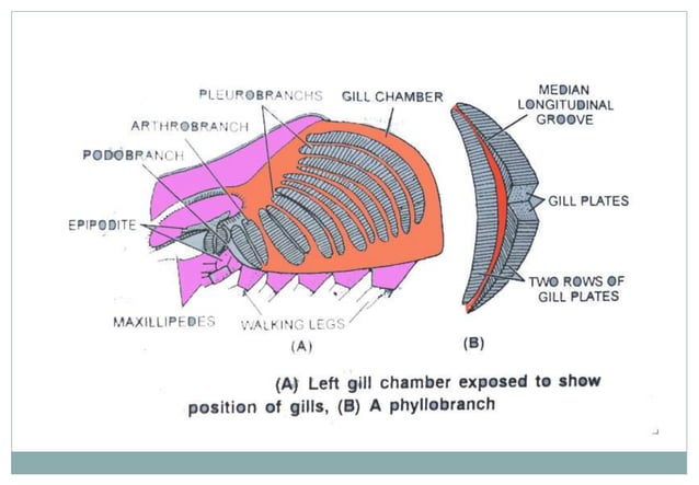 Study of Prawn (palaemon) | PPT