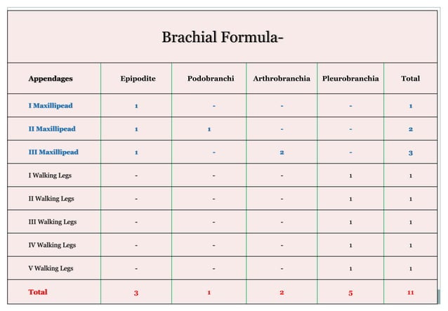 Study of Prawn (palaemon) | PPT