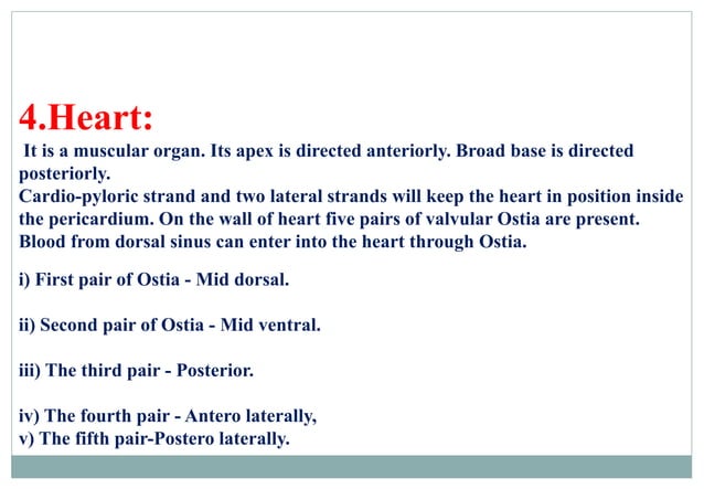 Study of Prawn (palaemon) | PPT