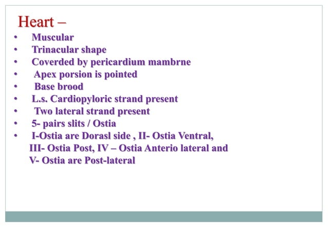 Study of Prawn (palaemon) | PPT