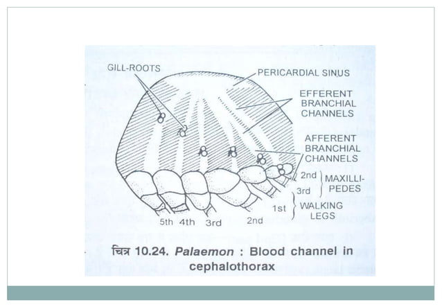 Study of Prawn (palaemon) | PPT