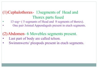 Study of Prawn (palaemon) | PPT