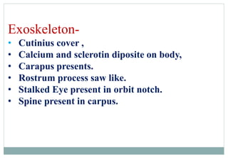 Study of Prawn (palaemon) | PPT