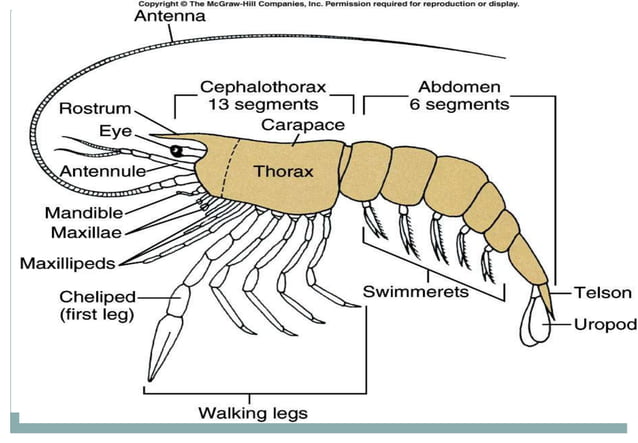 Study of Prawn (palaemon)