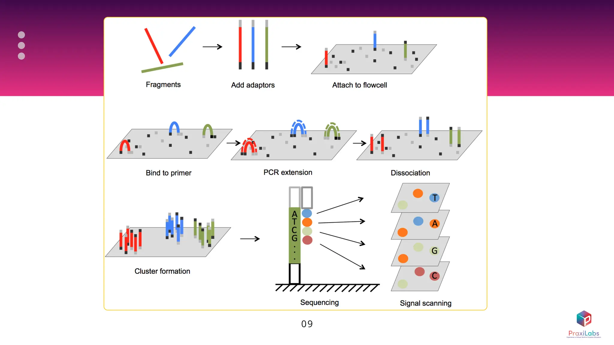 PraxiLabs- A Deep Dive into DNA Sequencing: Methods and Applications | PDF