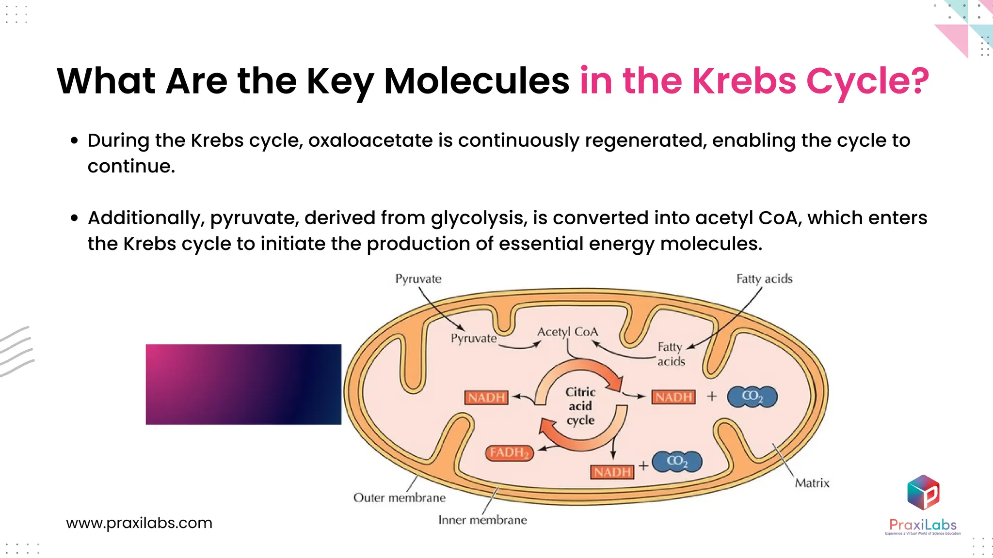 PraxiLabs -Krebs Cycle - PDF Slides (1).pdf