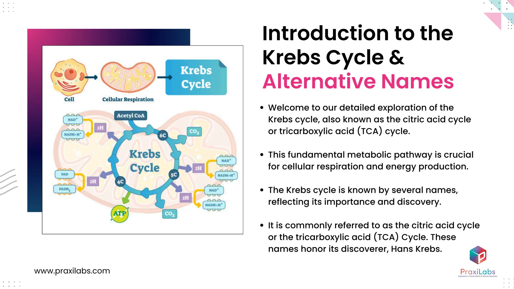 PraxiLabs -Krebs Cycle - PDF Slides (1).pdf