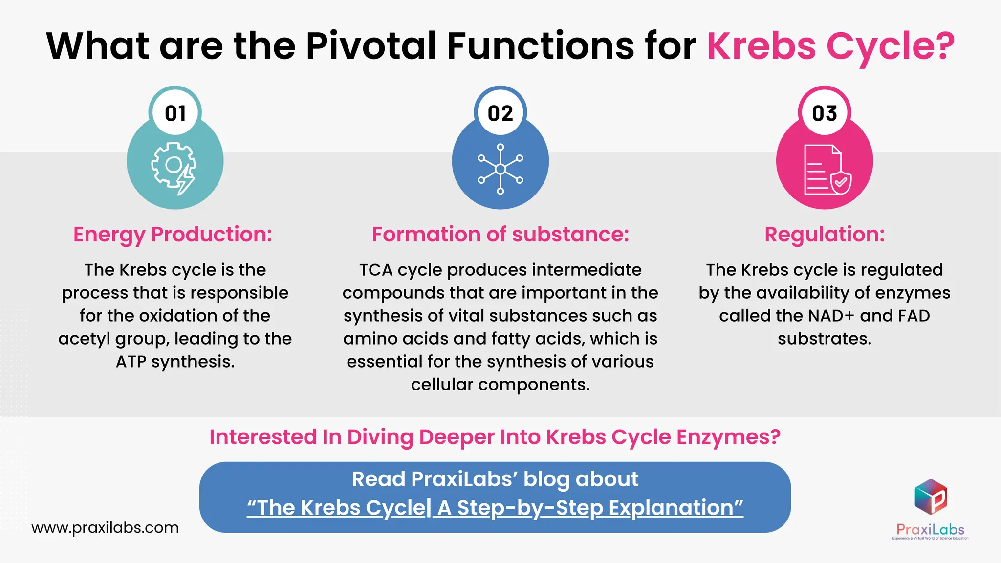 PraxiLabs -Krebs Cycle - PDF Slides (1).pdf