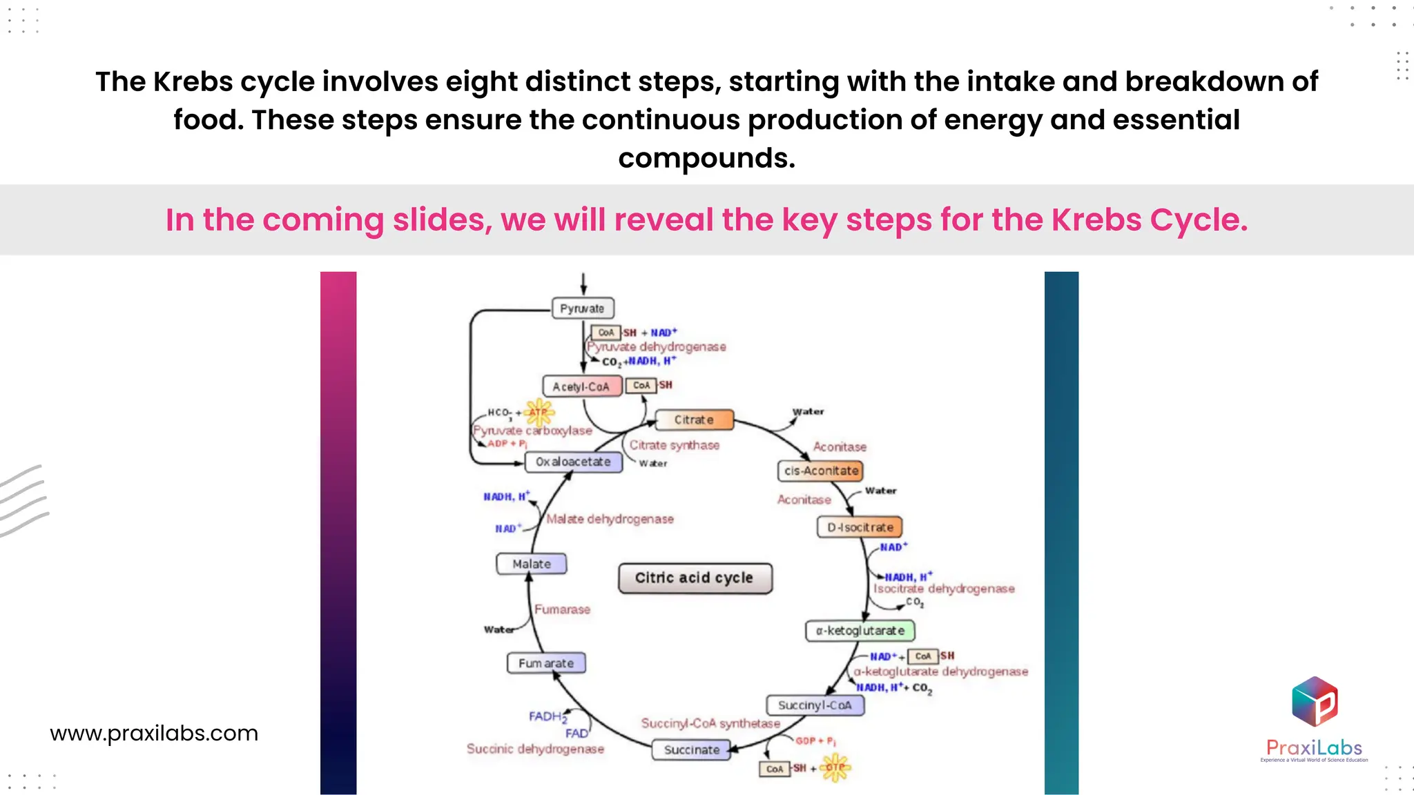 PraxiLabs -Krebs Cycle - PDF Slides (1).pdf