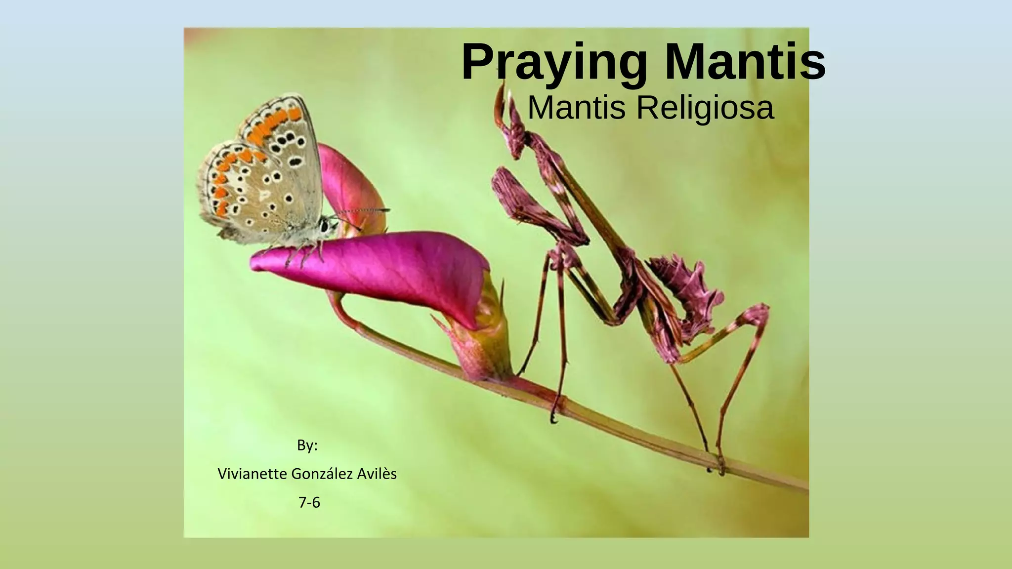 Praying mantis | PPT