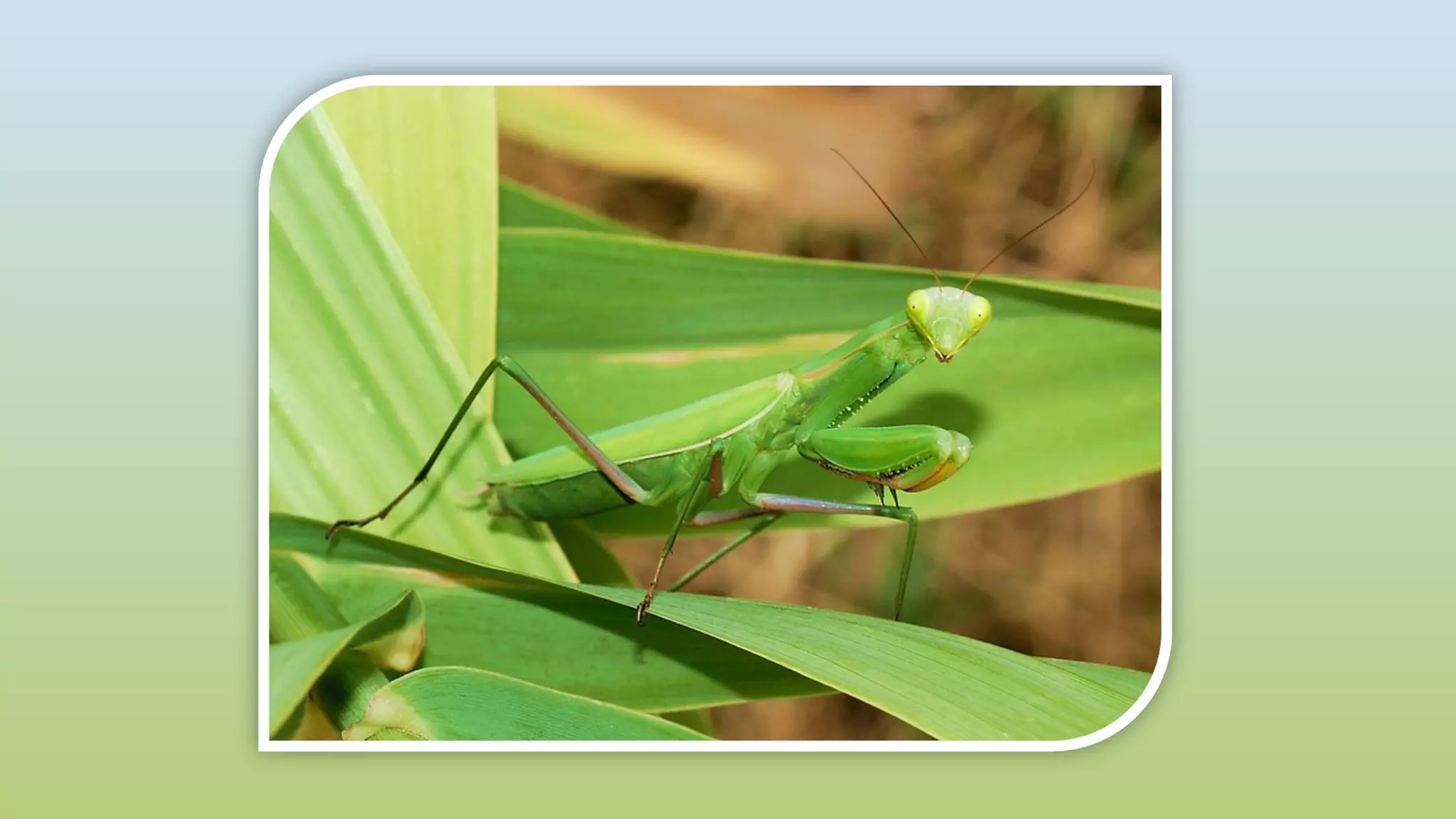 Praying mantis | PPT