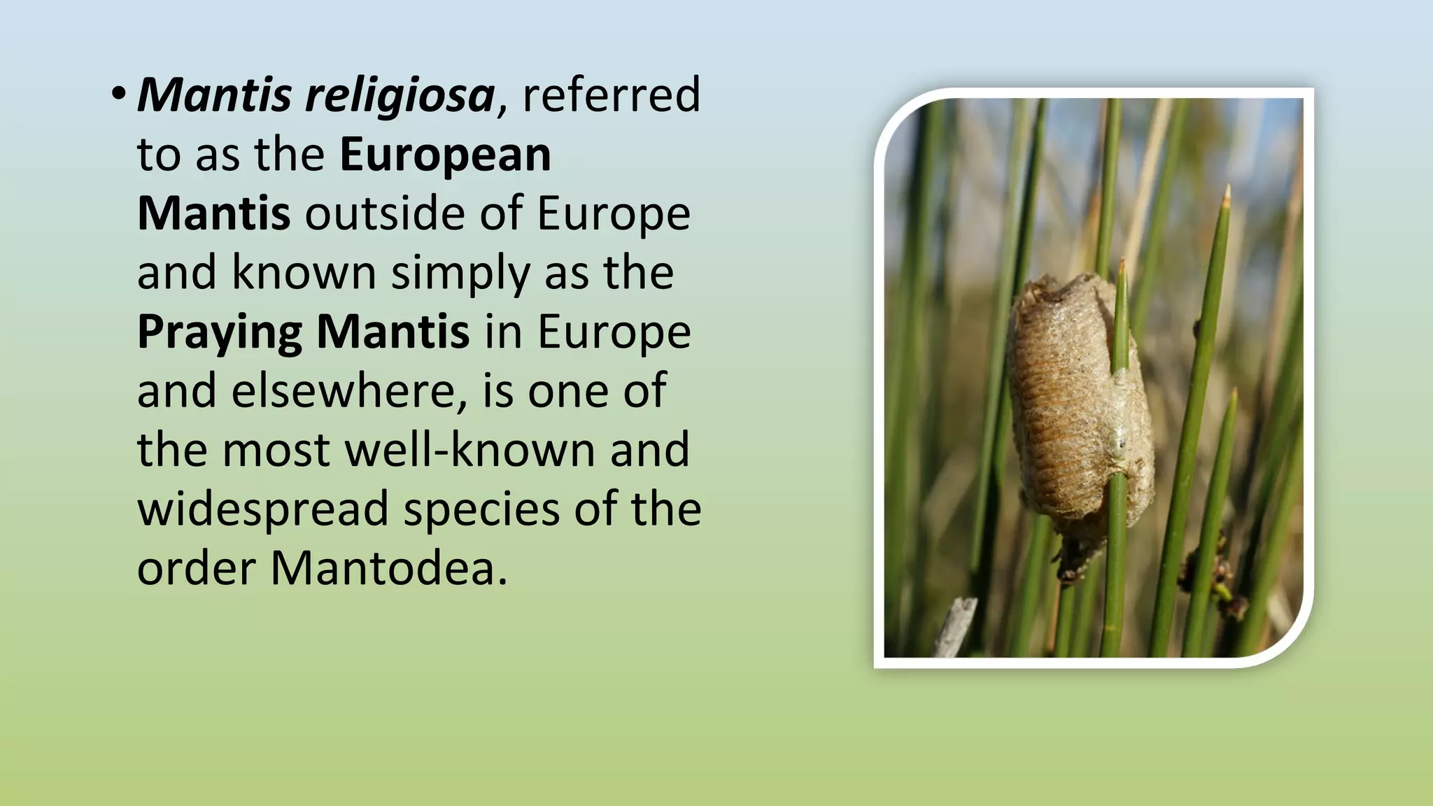 Praying mantis | PPT