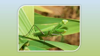 Praying mantis | PPT