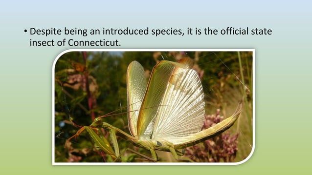 Praying mantis | PPT | Biological Sciences | Science