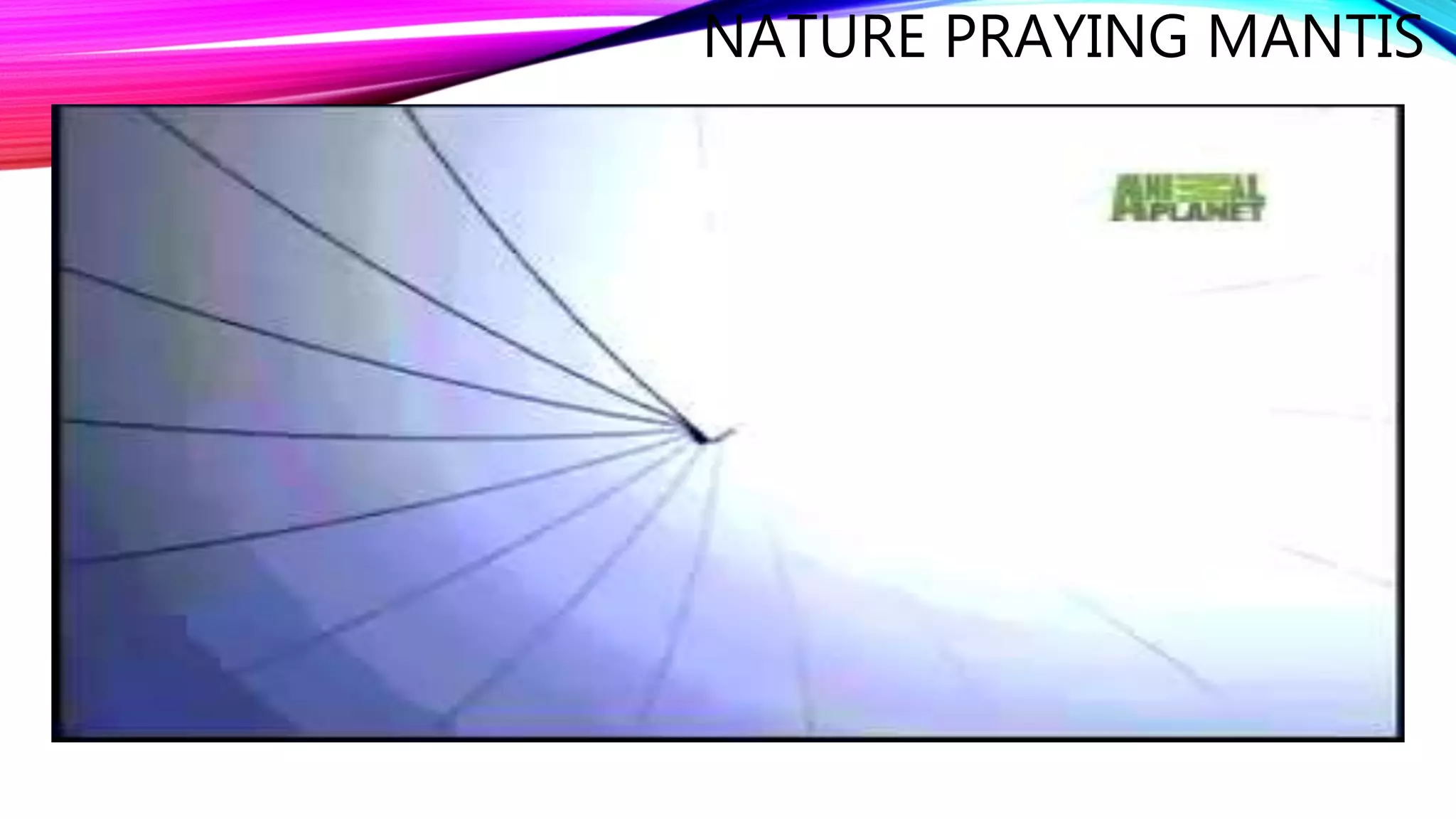 Roles of 'Praying Mantis' in agriculture. | PPTX