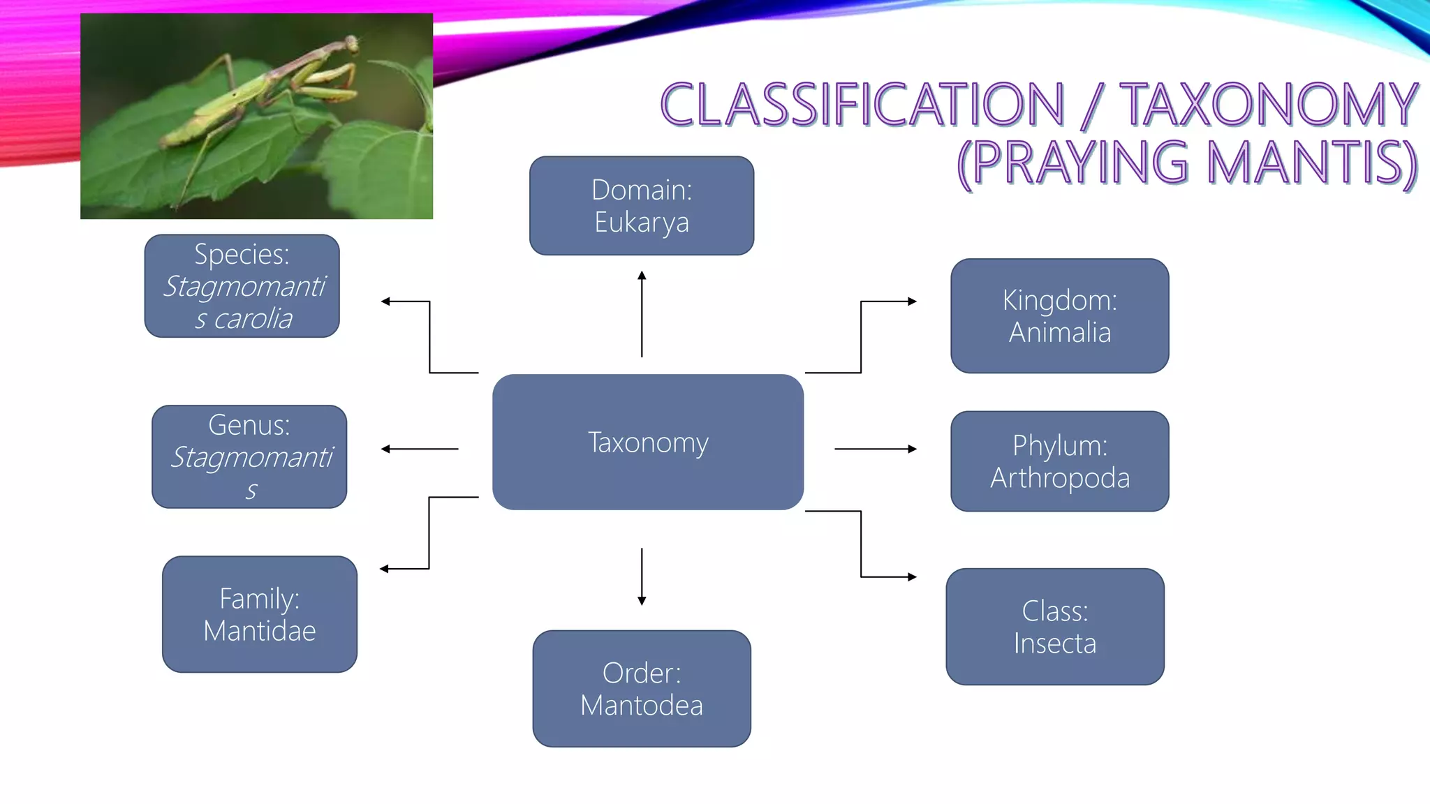 Roles of 'Praying Mantis' in agriculture. | PPTX