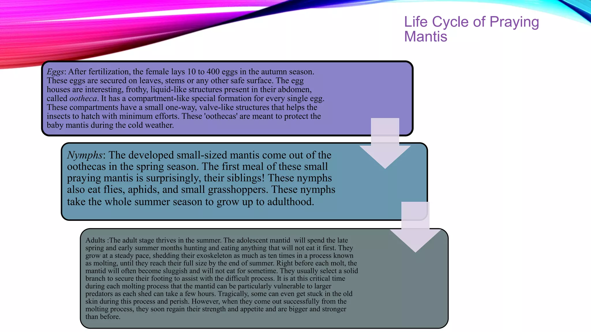 Roles of 'Praying Mantis' in agriculture. | PPTX