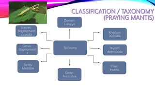 Roles of 'Praying Mantis' in agriculture. | PPTX