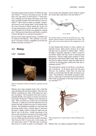 Pray Mantis Symbology of Gods Prophets A Creation Symbol of Gods ...