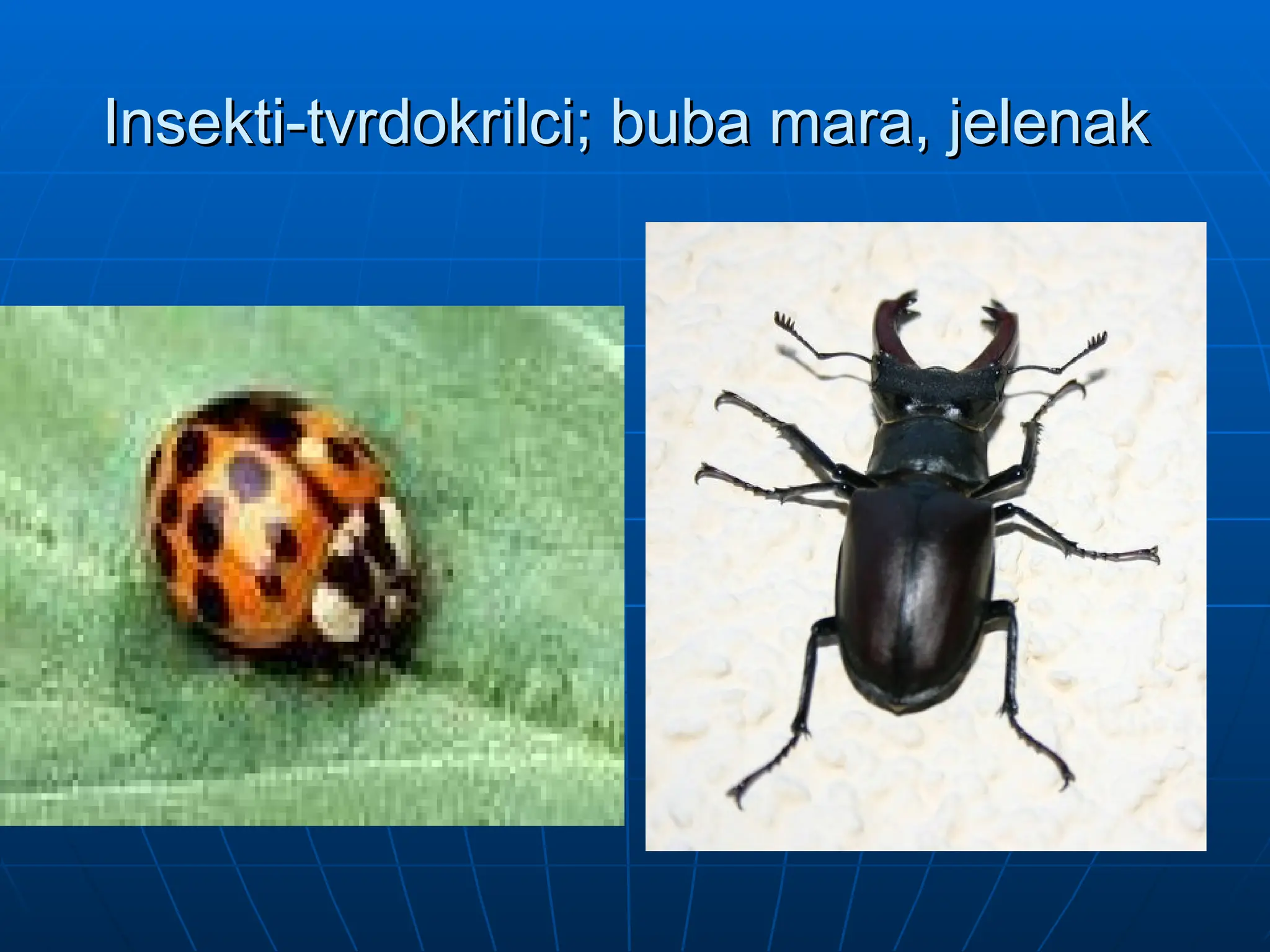 Prazivotinje_prezentacija_o_prazivotinjama.ppt