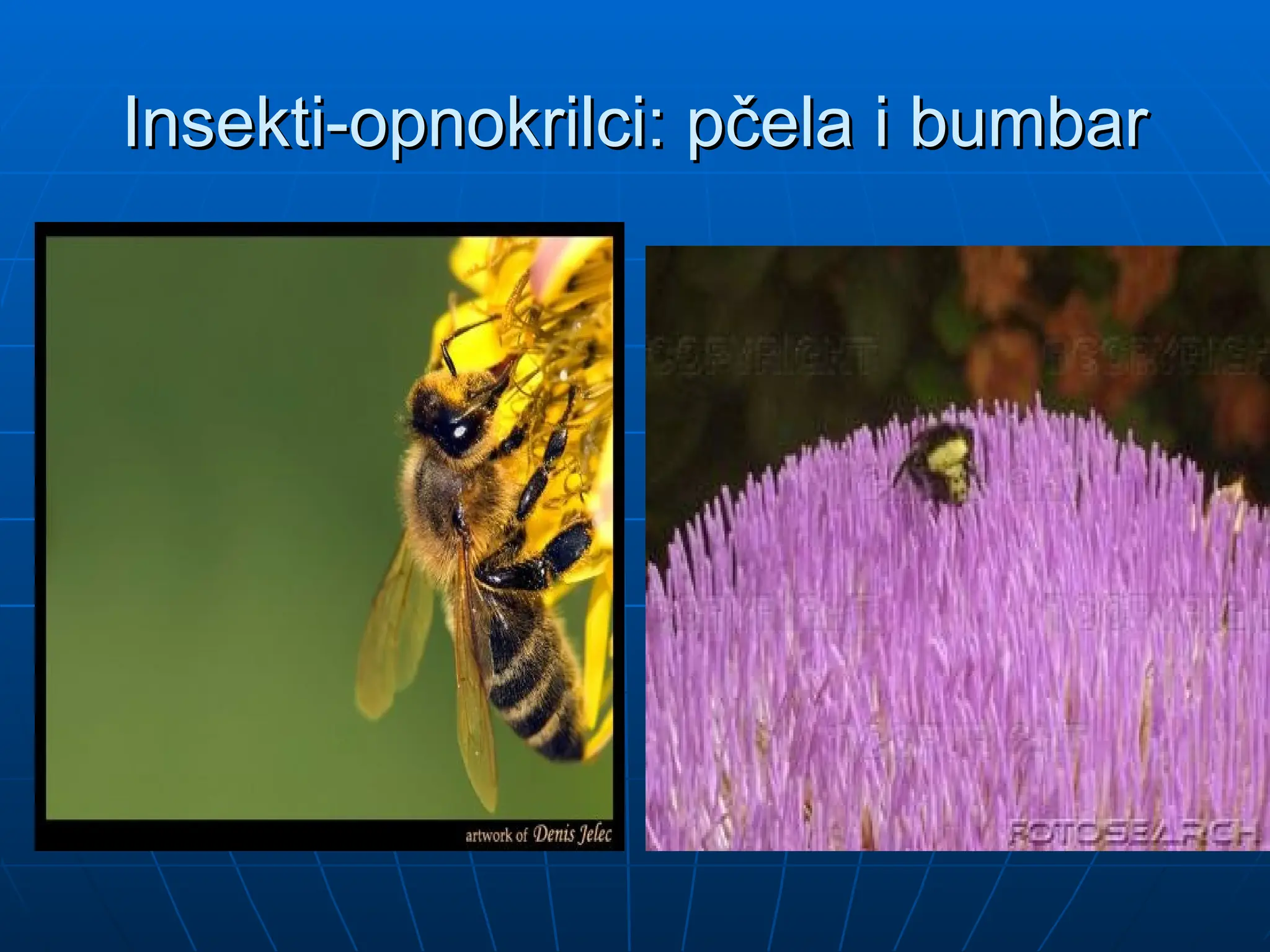 Prazivotinje_prezentacija_o_prazivotinjama.ppt