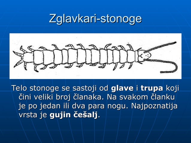 Prazivotinje_prezentacija_o_prazivotinjama.ppt