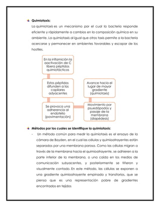 Práctica. Quimiotaxis.pdf