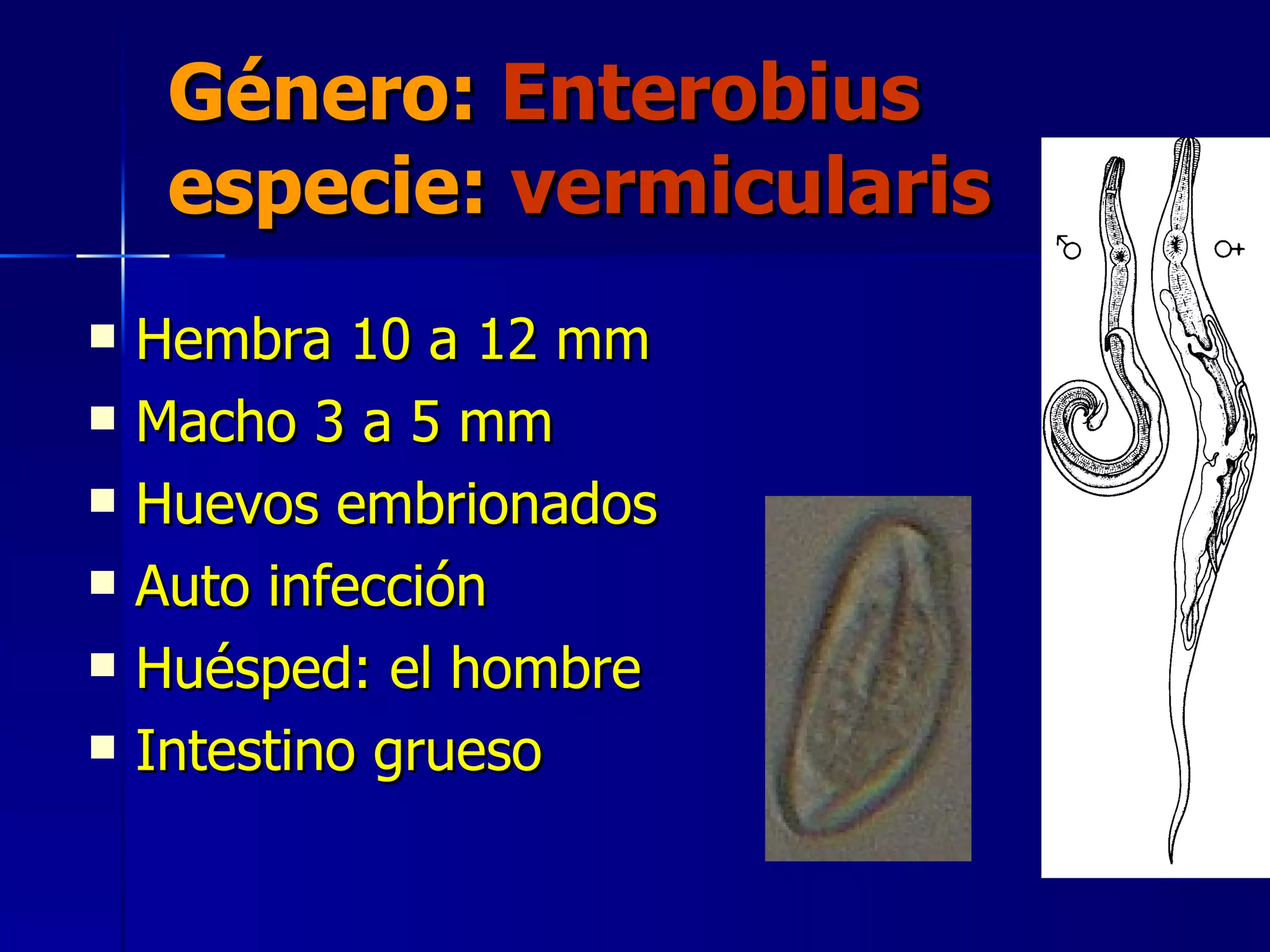 Enterobius vermicularis | PPT