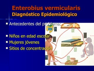Enterobius vermicularis | PPT
