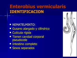 Enterobius vermicularis | PPT