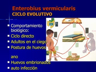 Enterobius vermicularis | PPT