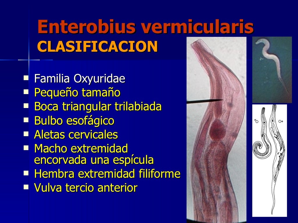 Enterobius vermicularis