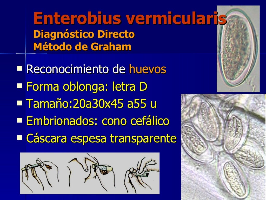 Enterobius vermicularis
