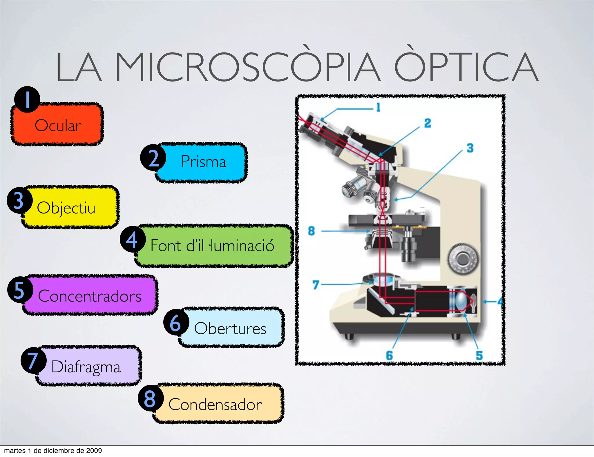 33. El microscopi òptic | PDF